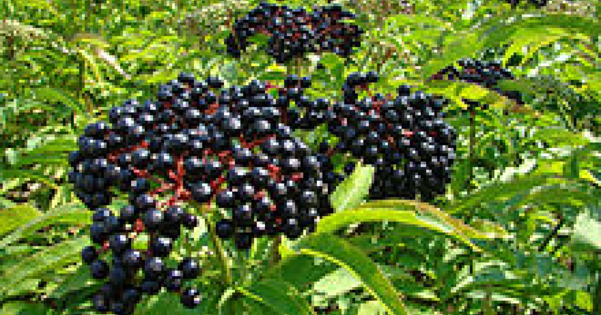 Bozul - este folosit in tratarea afectiunilor renale - Biaplant