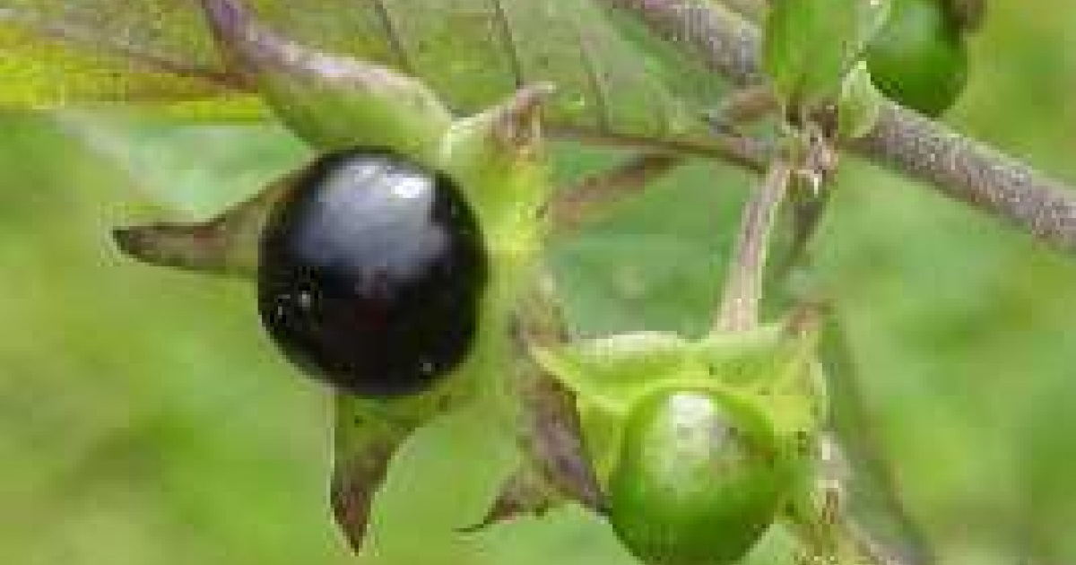 Matraguna – delir si halucinatii - Biaplant