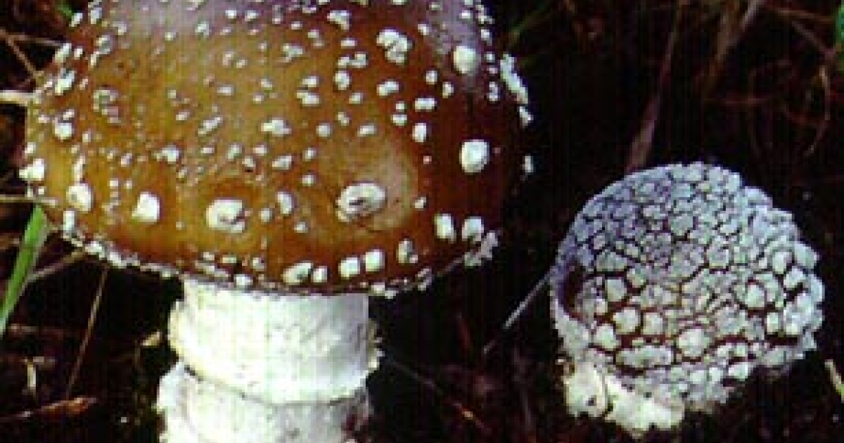 Buretele pestrit - o ciuperca rea - Biaplant