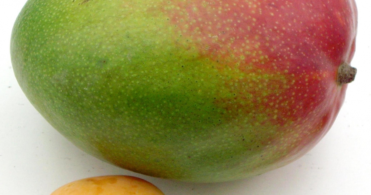 Mango - un fruct sacru - Biaplant