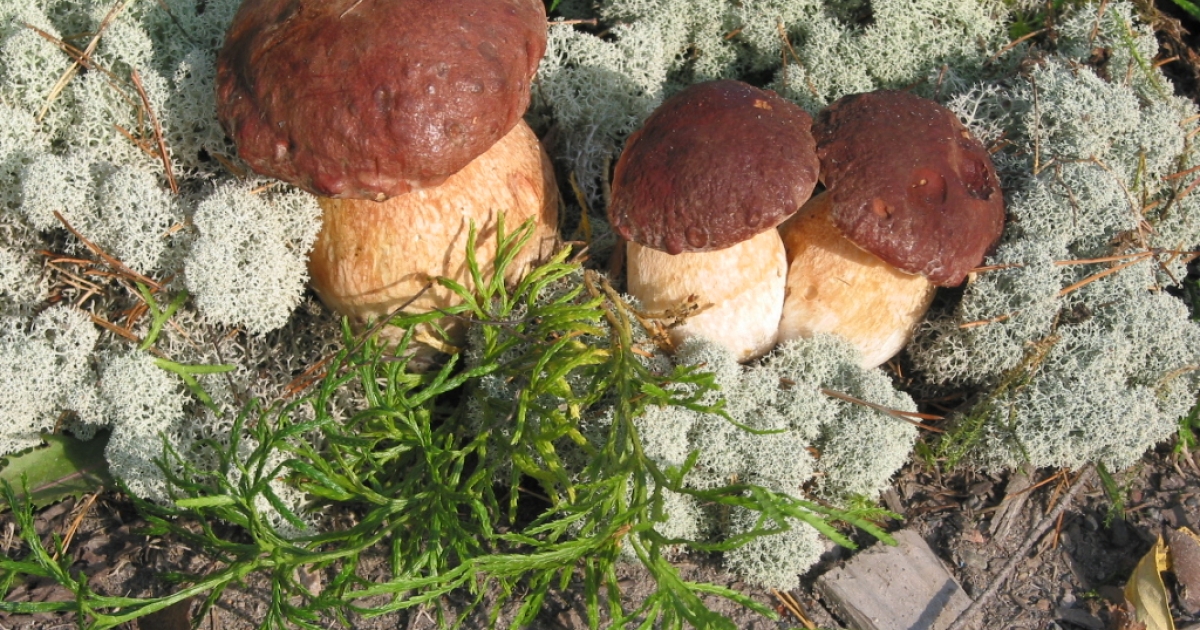 Hribul Cenusiu - o aroma distinsa - Biaplant
