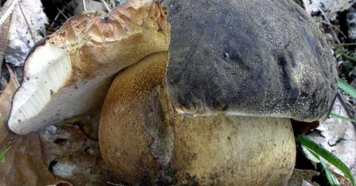 Hribul Pucios - foarte apreciata gastronomic - Biaplant