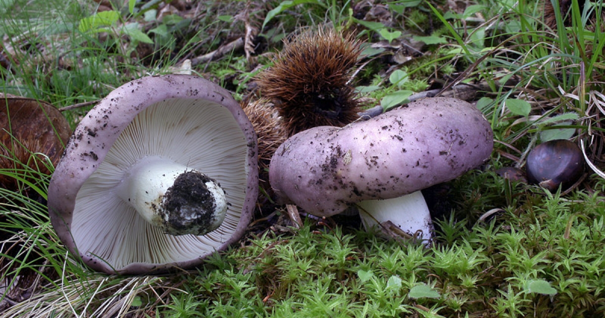 Vinetica Porumbeilor - o ciuperca gustoasa - Biaplant
