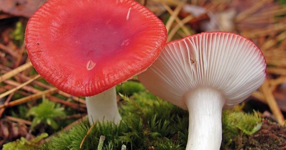 Vinetica Focului - o ciuperca necomestibila - Biaplant