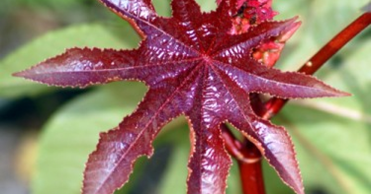 Ricinul - un remediu administrat cu precautie - Biaplant