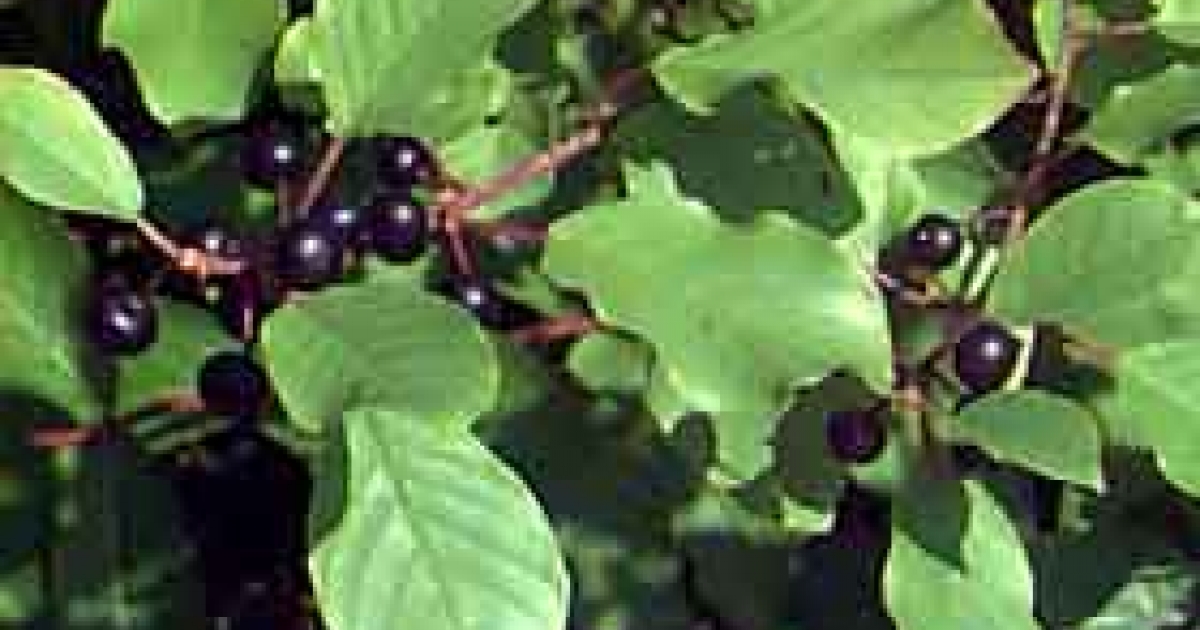 Crusinul - laxativ sau purgativ - Biaplant