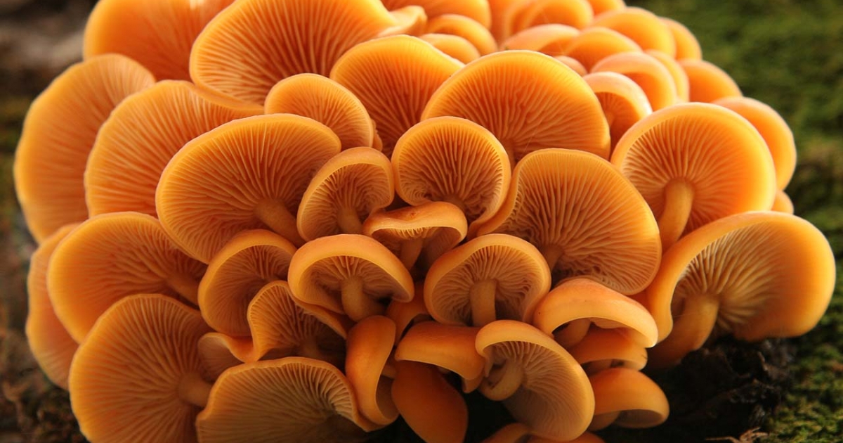 Ciuperca de Iarna - o ciuperca medicinala - Biaplant