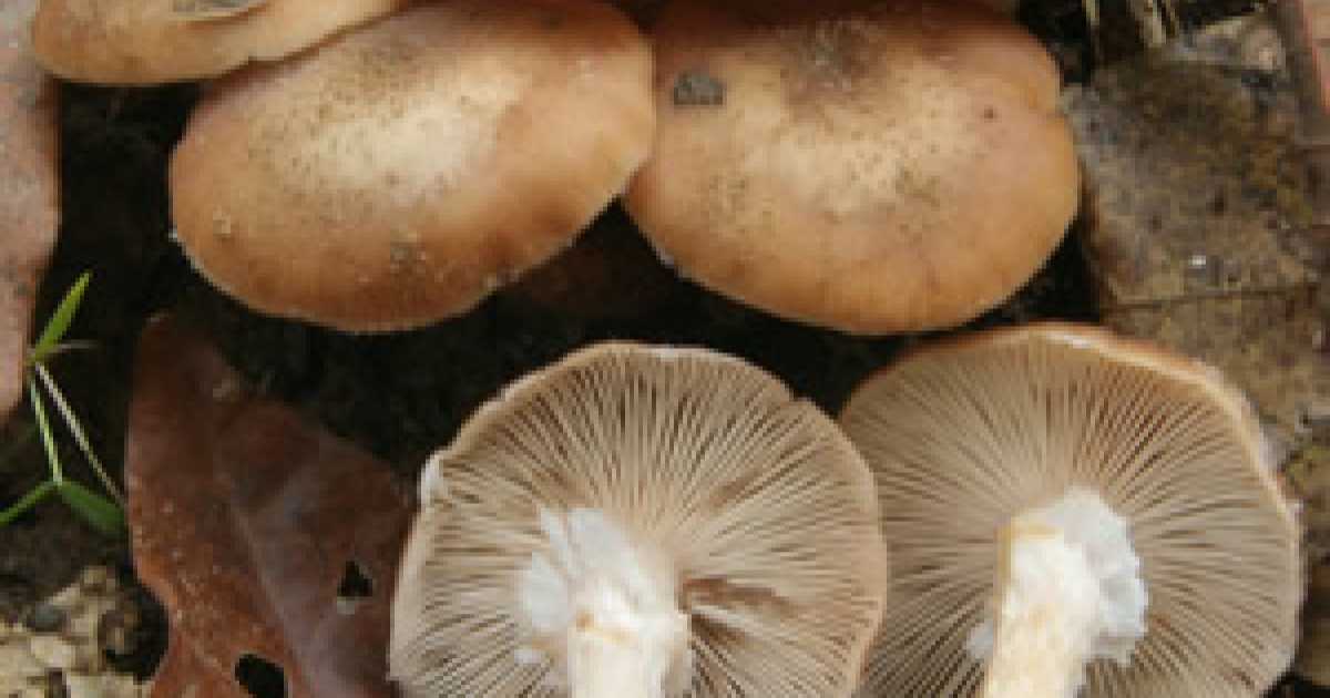 Gheba - o ciuperca apreciata - Biaplant