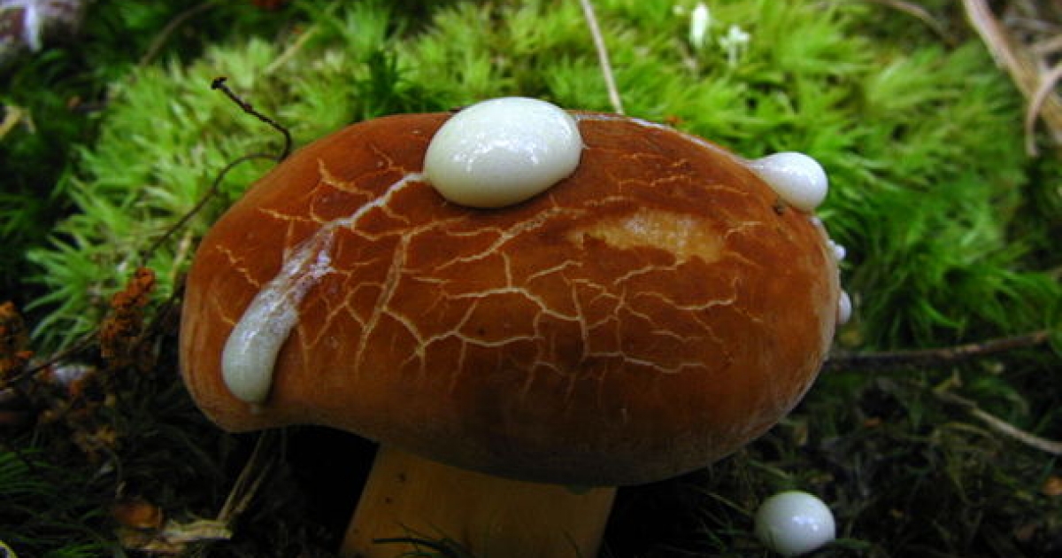 Vacarita - o ciuperca cu lapte - Biaplant