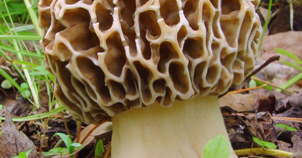 Zbarciogul Maro - o ciuperca cu gust placut - Biaplant