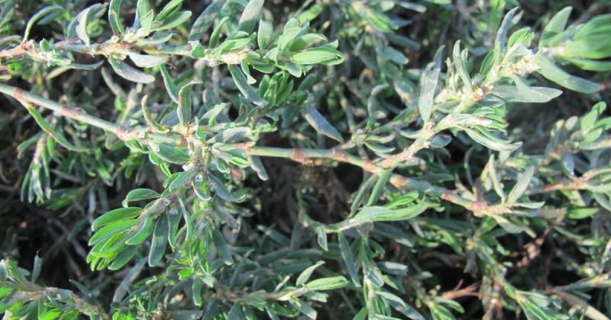 Troscotul - o iarba medicinala - Biaplant