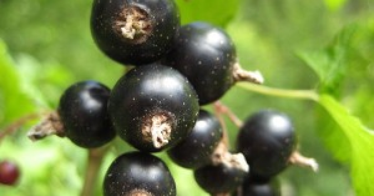 Coacazul Negru - o adevarata minune a naturii - Biaplant