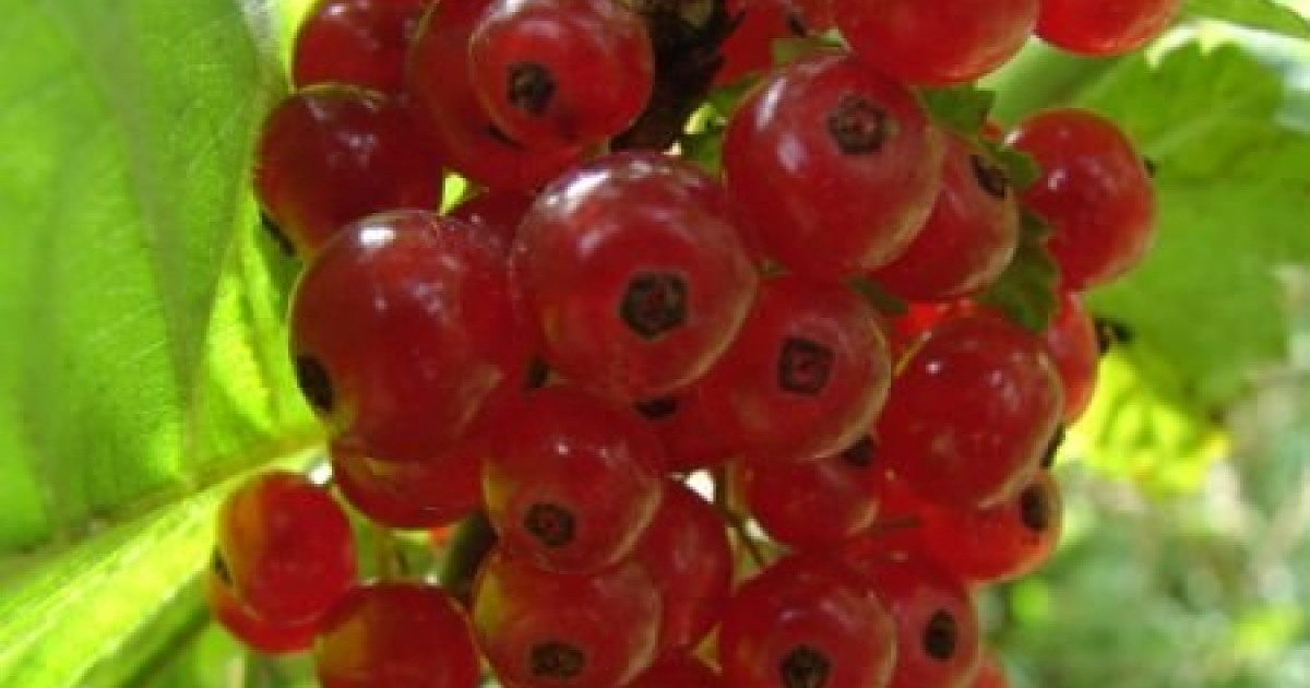 Coacazul Rosu - stimuleaza apetitul - Biaplant