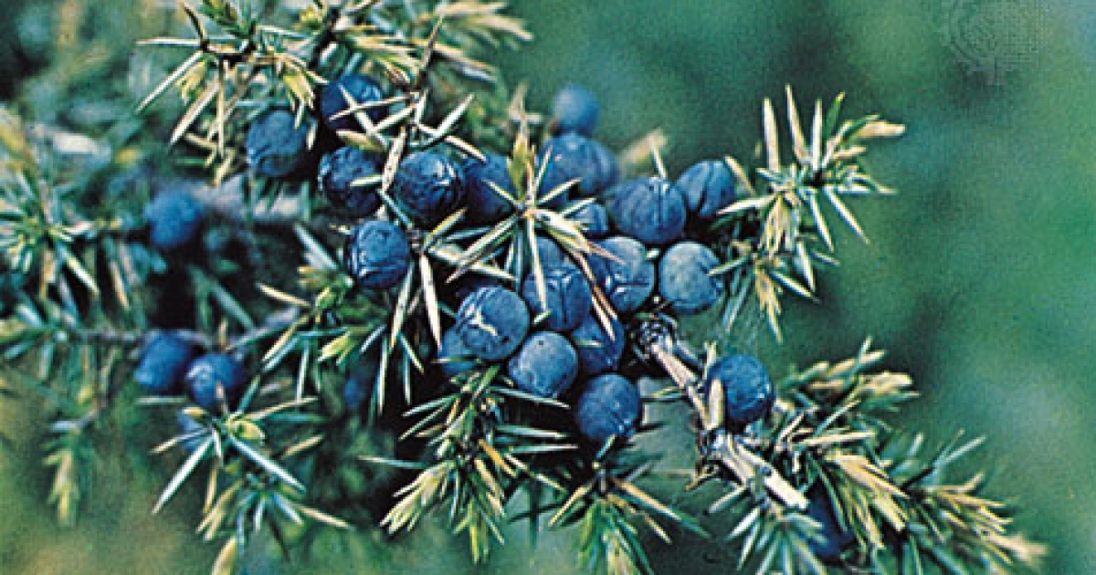 Ienuparul - remediu natural in caz de anemie - Biaplant