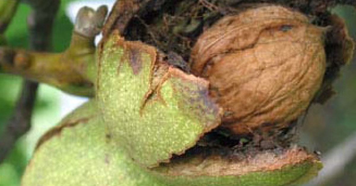 Nucul - este considerat regele pomilor - Biaplant