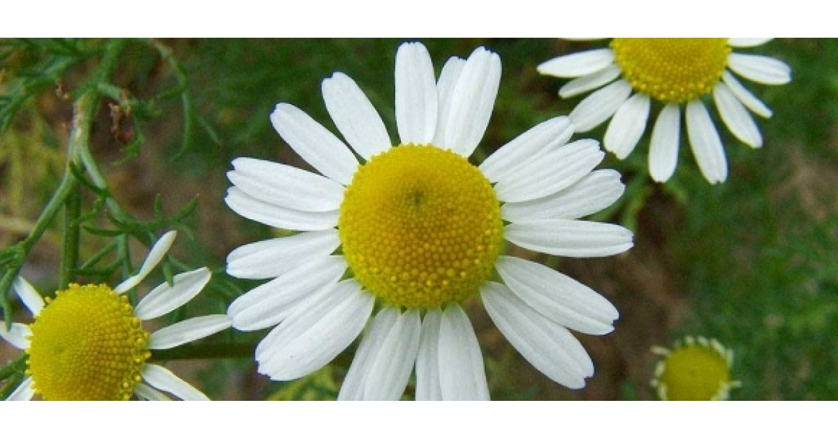 Musetelul - este considerat un leac universal - Biaplant