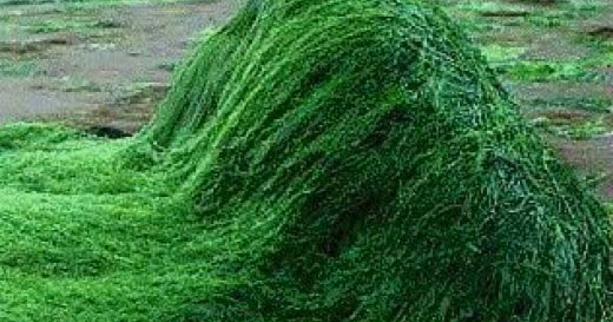 Spirulina - stimuleaza absorbtia mineralelor - Biaplant