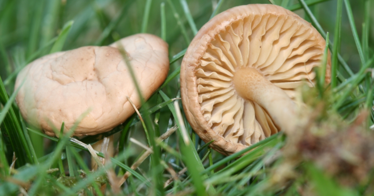 Buretele de Roua - o ciuperca delicioasa - Biaplant