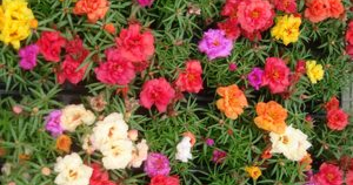 Floarea de Piatra - o varietate de culori - Biaplant