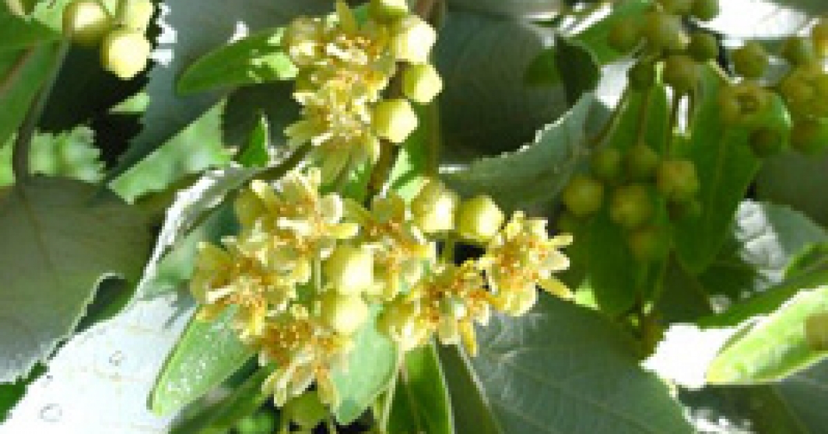 Teiul - mireasma florilor de tei ne aduce pacea în suflet - Biaplant