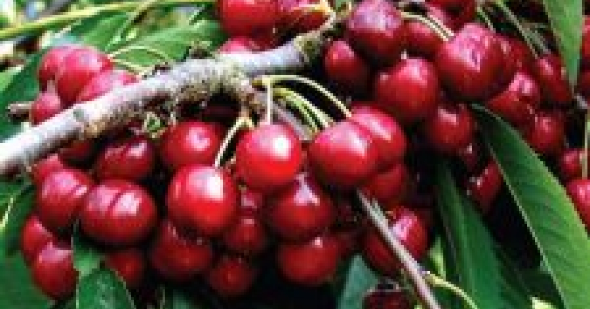 Ciresul - ciresele au renumele de fructe ale tineretii - Biaplant