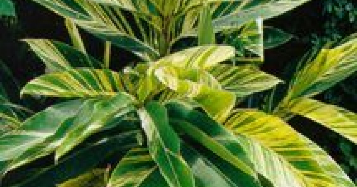 Clopotelul de Fildes - un clopotel exotic si parfumat - Biaplant