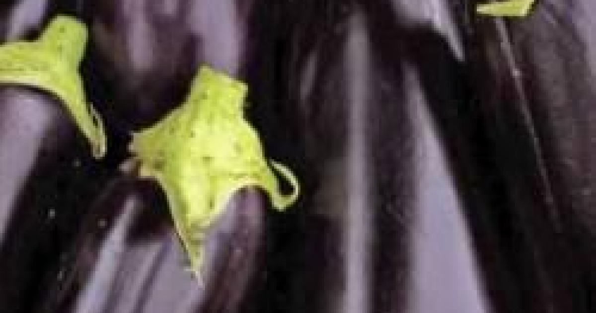 Vanata - are un continut ridicat de fibre - Biaplant