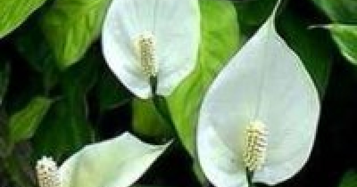 Crinul Pacii - o floare eleganta - Biaplant