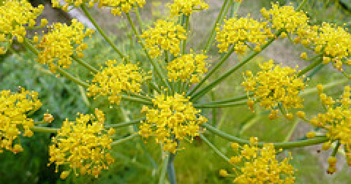 Fenicul - ajuta la eliminarea toxinelor din organism - Biaplant