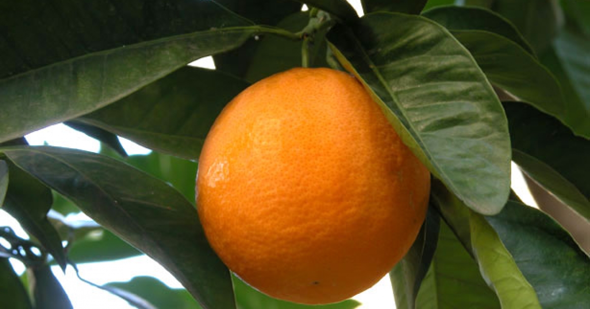 Portocalul - un copacel de apartament care decoreaza foarte frumos ...