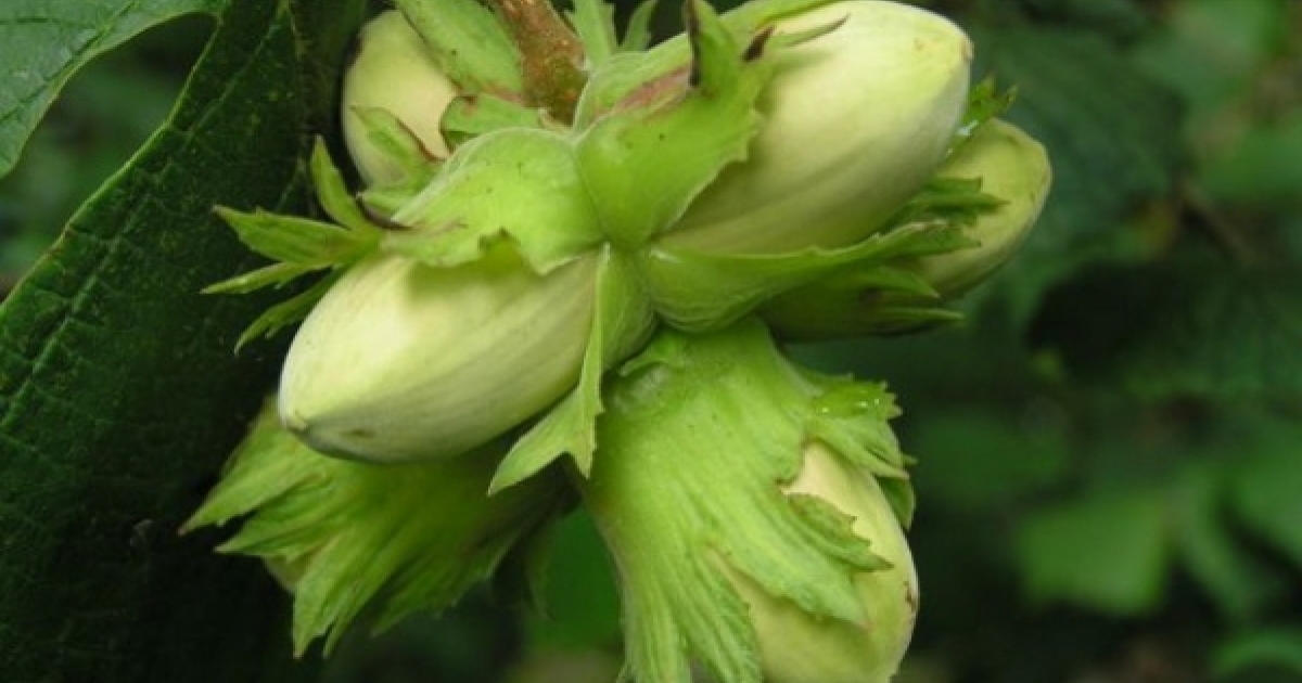 Alunul - alunele ajuta la mentinerea tonusului muscular - Biaplant