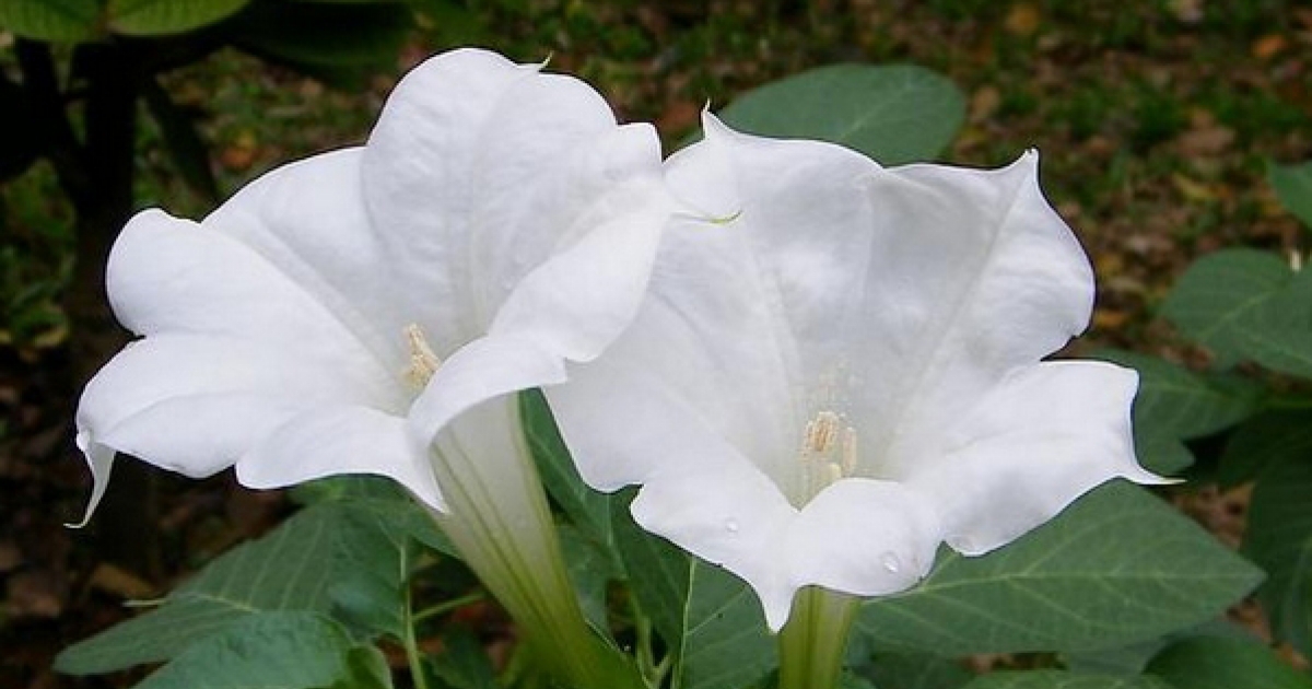 Laurul - o planta cu efecte toxice - Biaplant