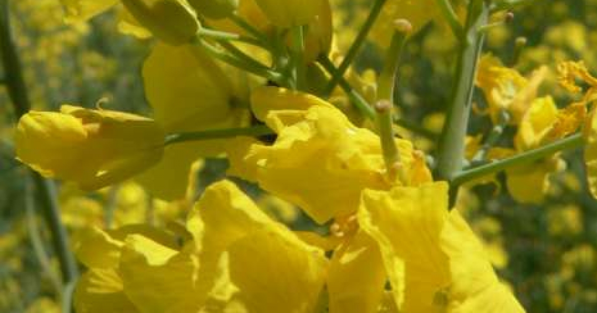 Rapita - o planta cu proprietati curative - Biaplant