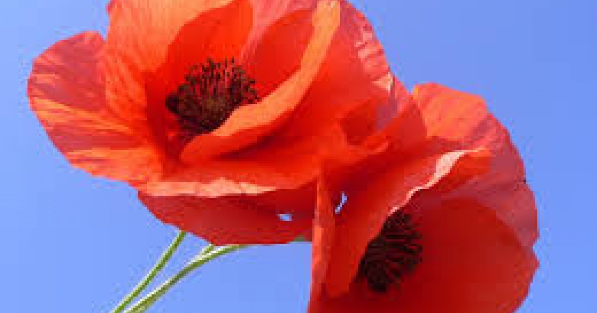 Macul rosu de camp - o floare decorativa si binefacatoare - Biaplant