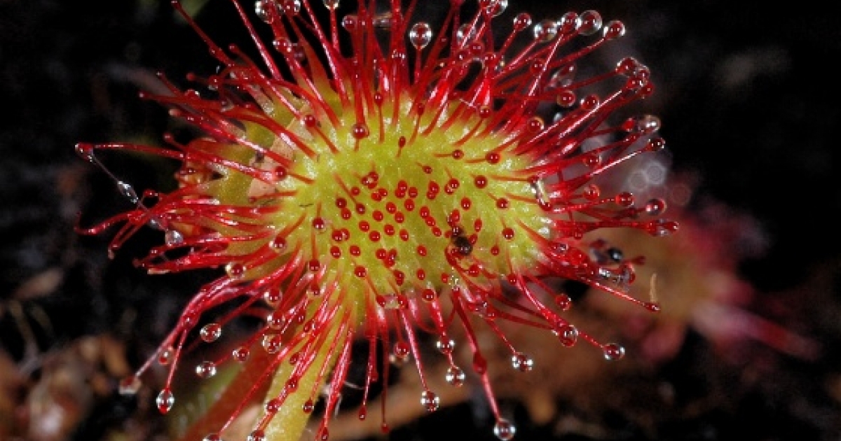 Roua cerului - o floare carnivora - Biaplant