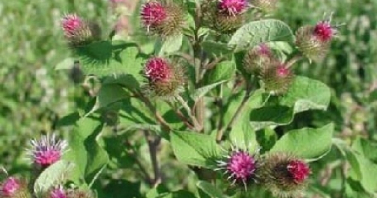 Brusturele - o planta detoxifianta - Biaplant