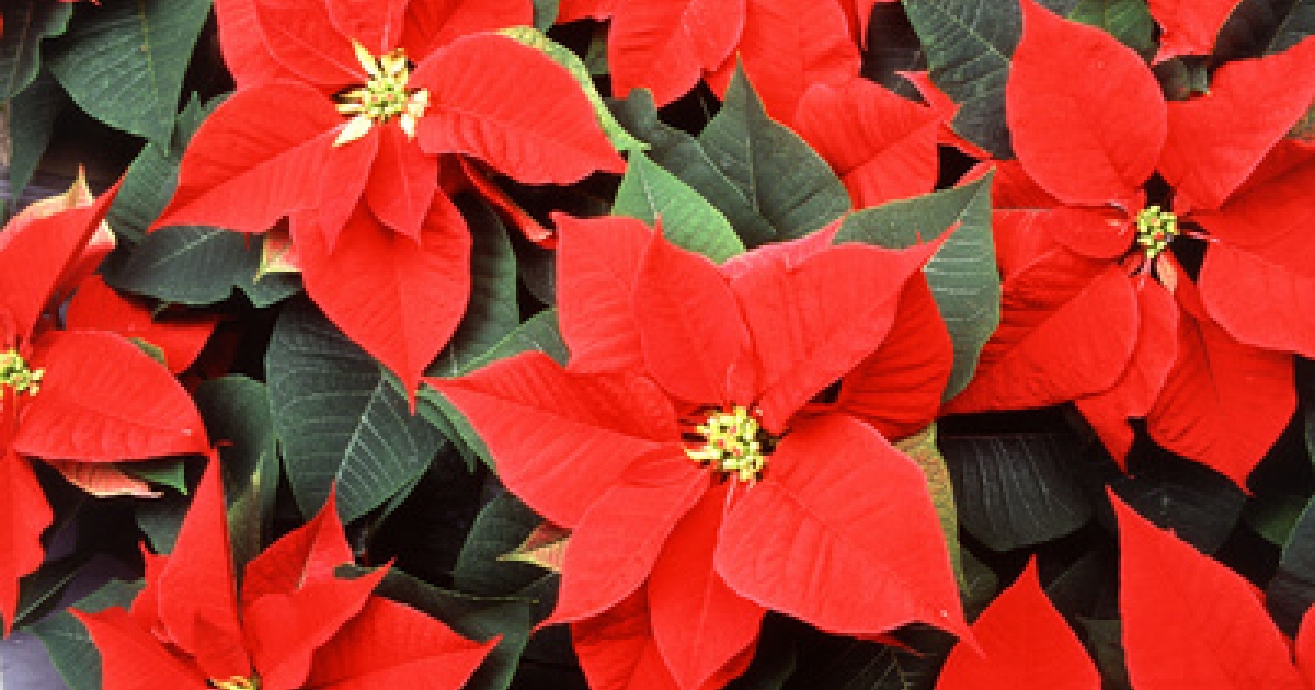 Craciunita - o floare de craciun - Biaplant