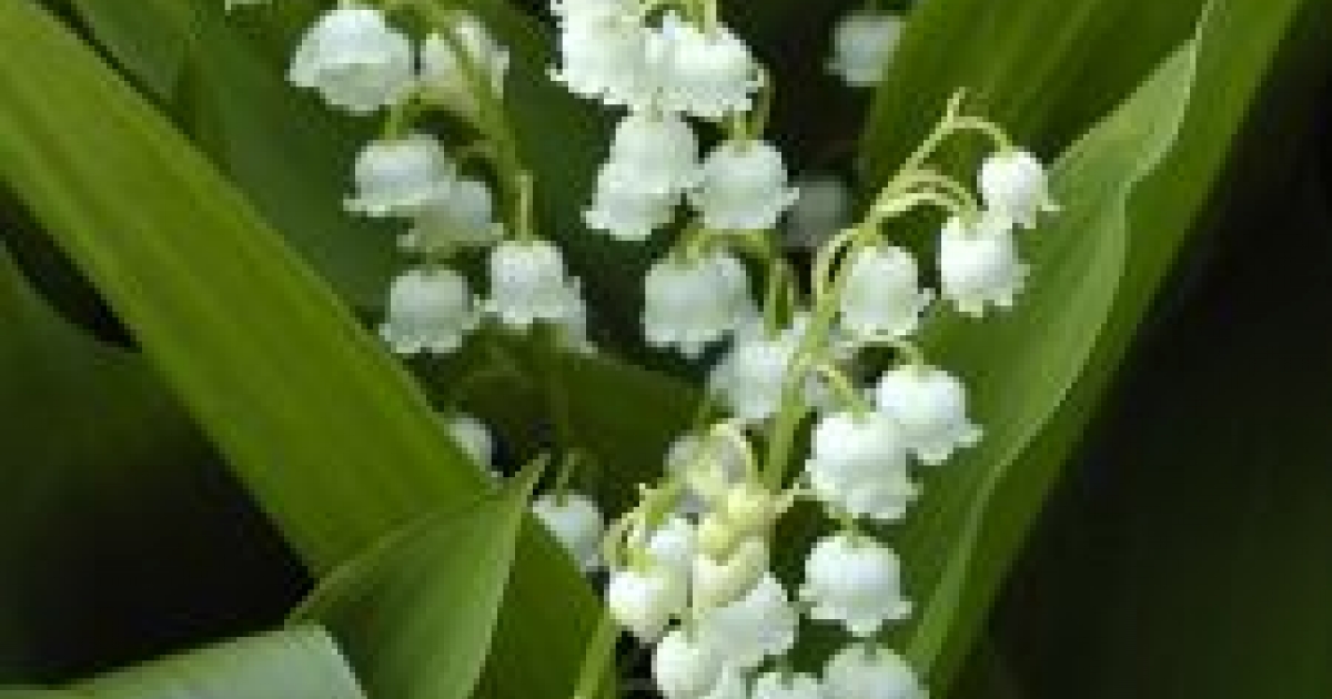 Lacramioara - clopotei vindecatori si parfumati - Biaplant