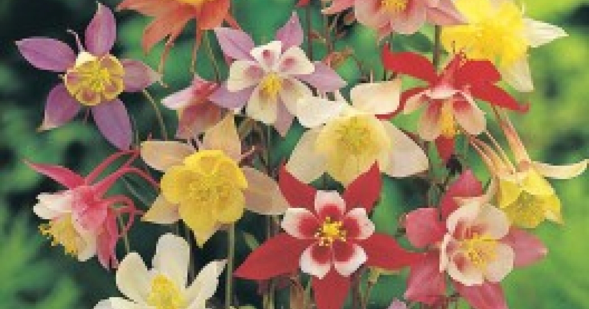 Caldarusa - infrumuseteaza gradina - Biaplant