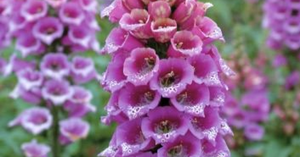 Degetelul Rosu - un calmant cardiac de exceptie - Biaplant