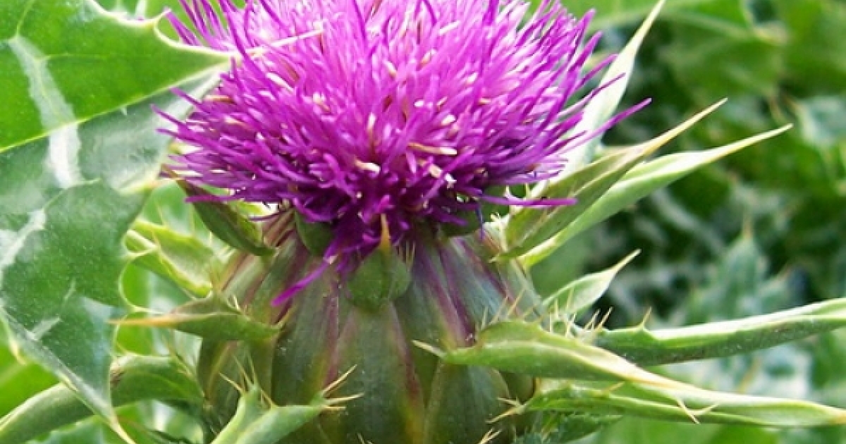 Armurariu - un ciulin benefic pentru sanatate - Biaplant