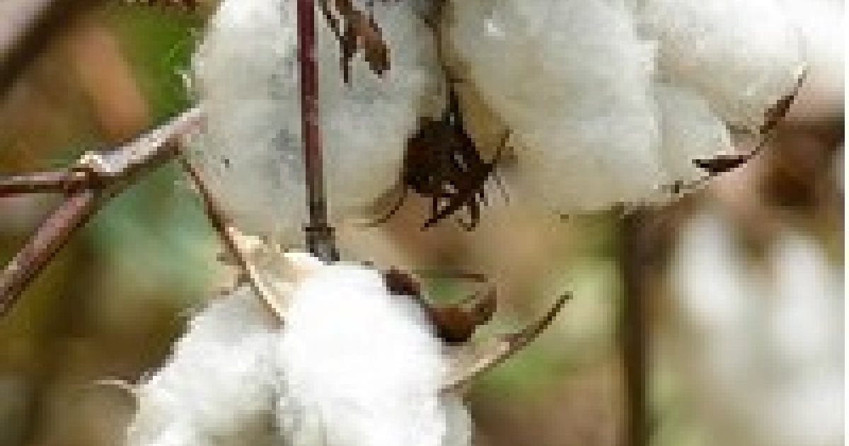 Bumbacul - o planta textila - Biaplant