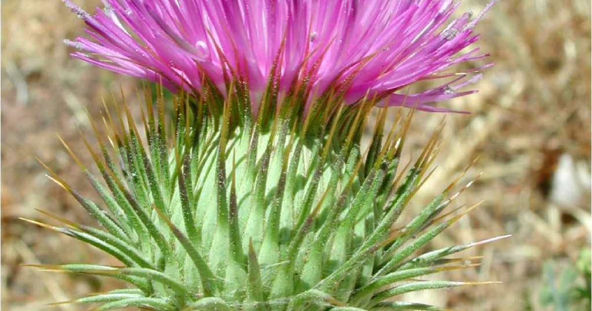 Scaiul magaresc - un scai medicinal - Biaplant