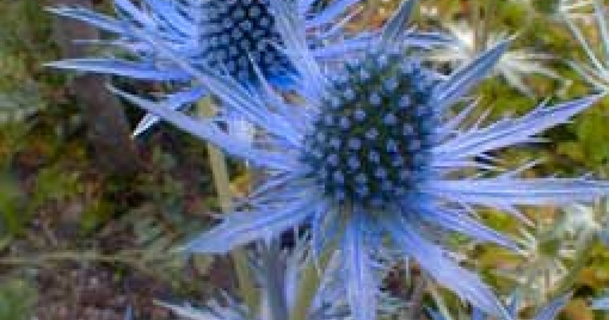 Scai Vanat - un spin calmant - Biaplant