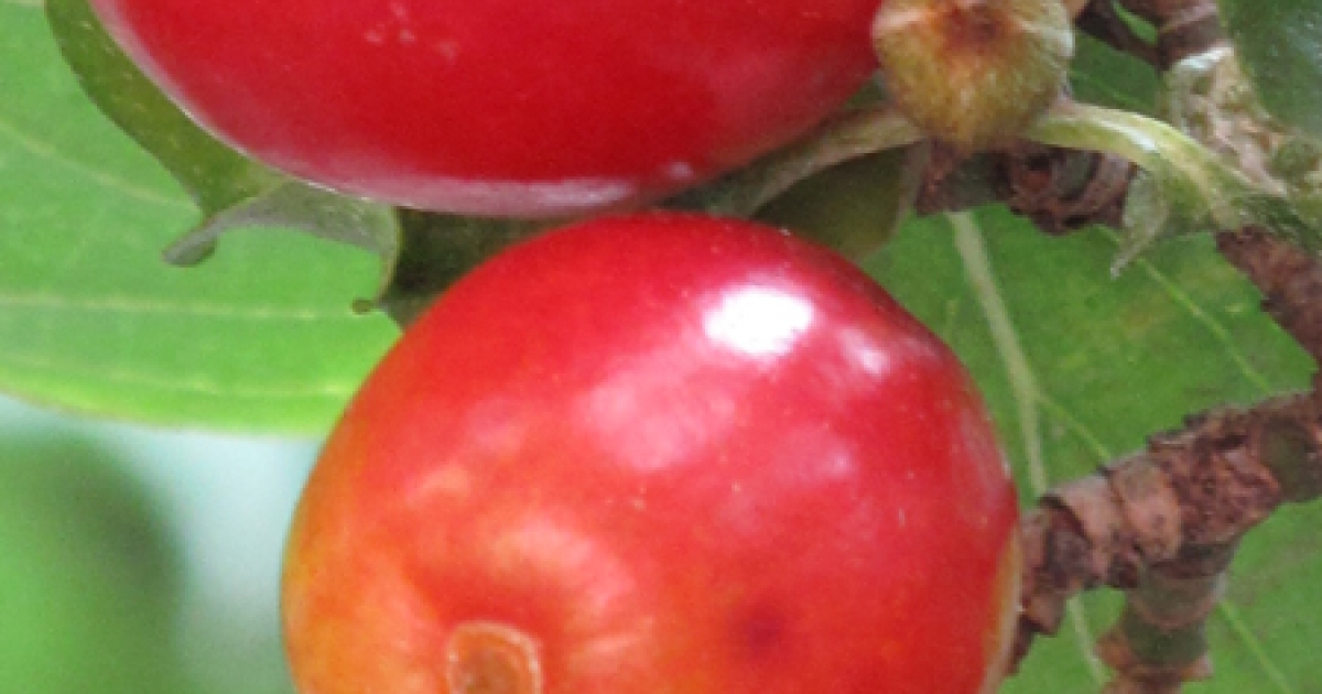 Cornul - un arbust ornamental - Biaplant