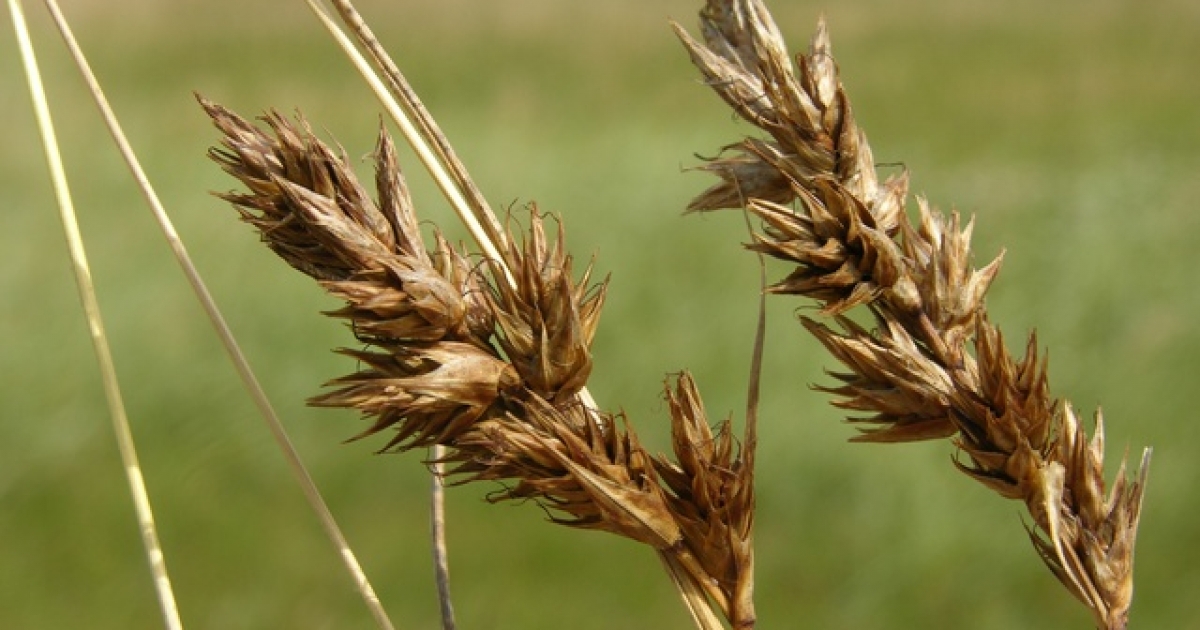 Rogozul - o planta decorativa si tonica - Biaplant