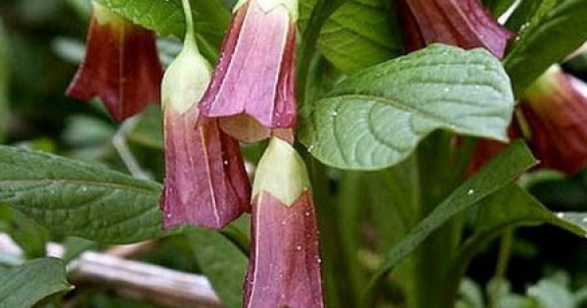 Mutulica - o planta relaxanta - Biaplant