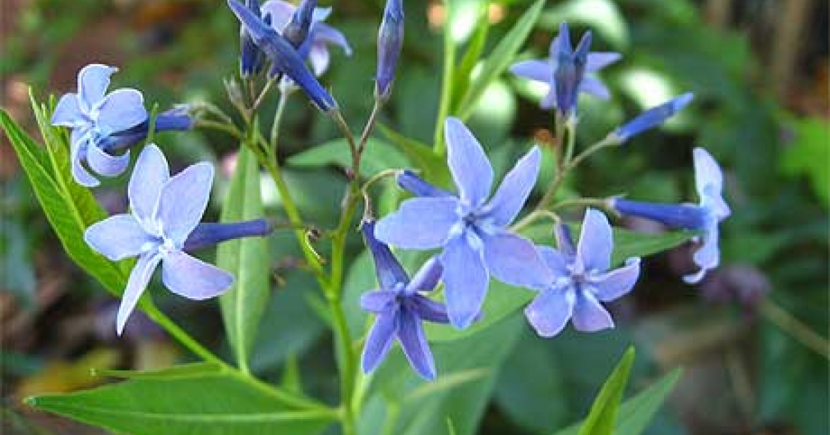 Amsonia - un manunchi de stele - Biaplant