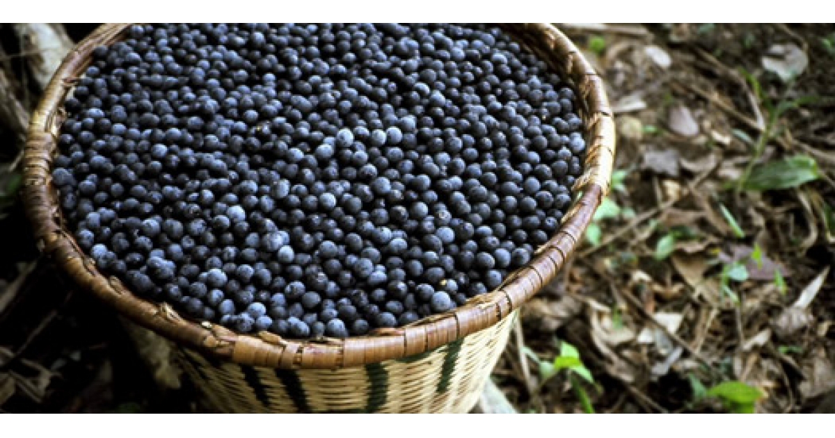 Acai Berry - un fruct cu beneficii pentru sanatate - Biaplant