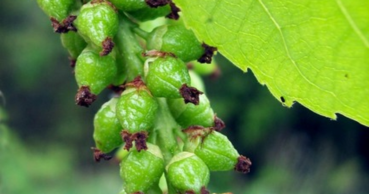 Mugurii de Plop Negru - propolis vegetal - Biaplant